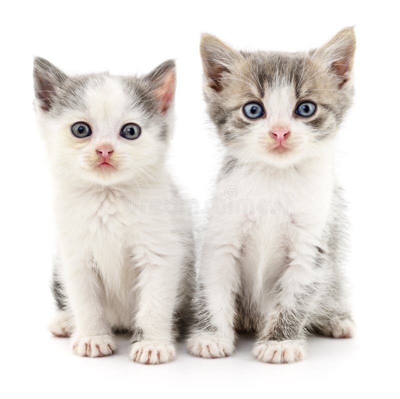 Two small kittens. stock image. Image of cute, domestic - 99393985