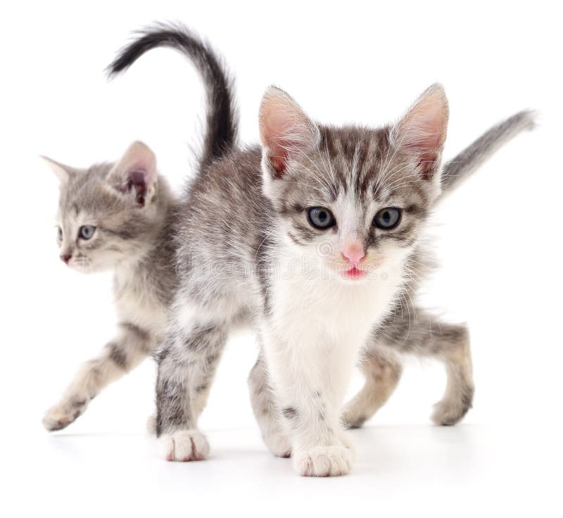 Two small kittens. stock image. Image of domestic, kitten - 80572091