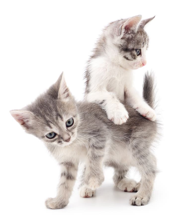 Two small kittens. stock photo. Image of cats, small - 102033012