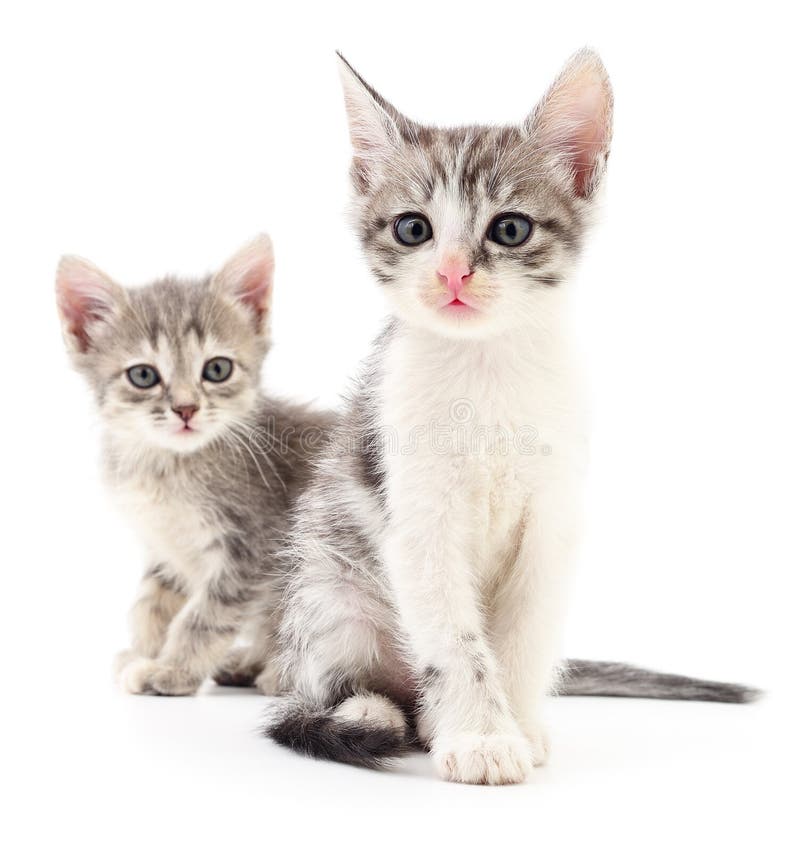 Two small kittens. stock photo. Image of closeup, mammals - 85292514