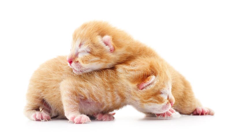 Two small kittens stock photo. Image of mammals, brown - 92993934
