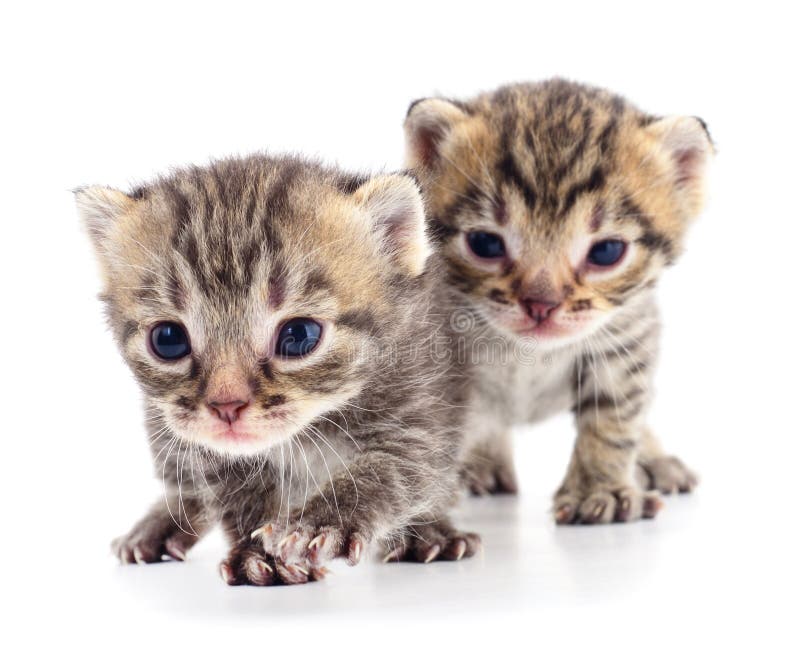 Small kittens stock image. Image of animals, curiosity - 32168577