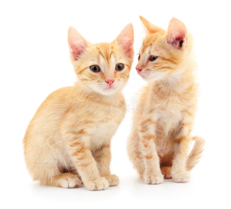Two small kittens stock image. Image of kitten, front - 99685871