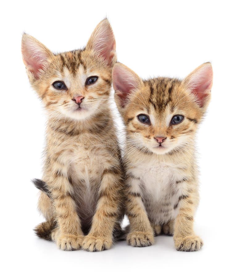 Two small kittens. stock image. Image of gray, cute, pets - 99968431