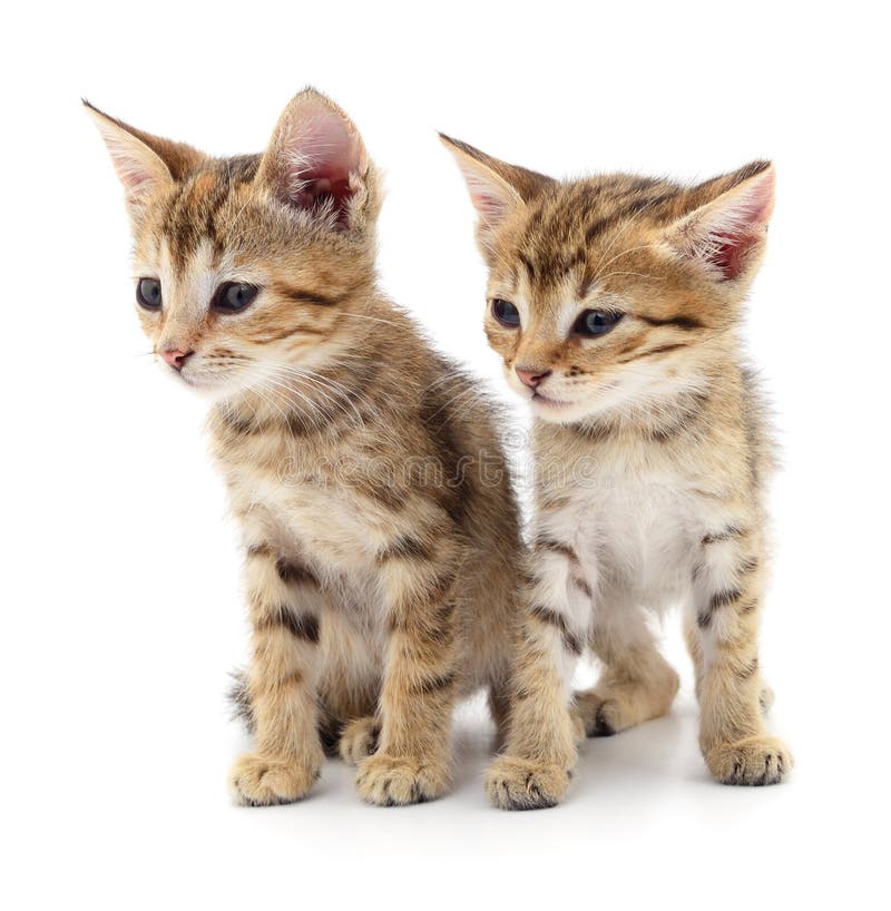 Two small kittens. stock image. Image of animals, cute - 86457767