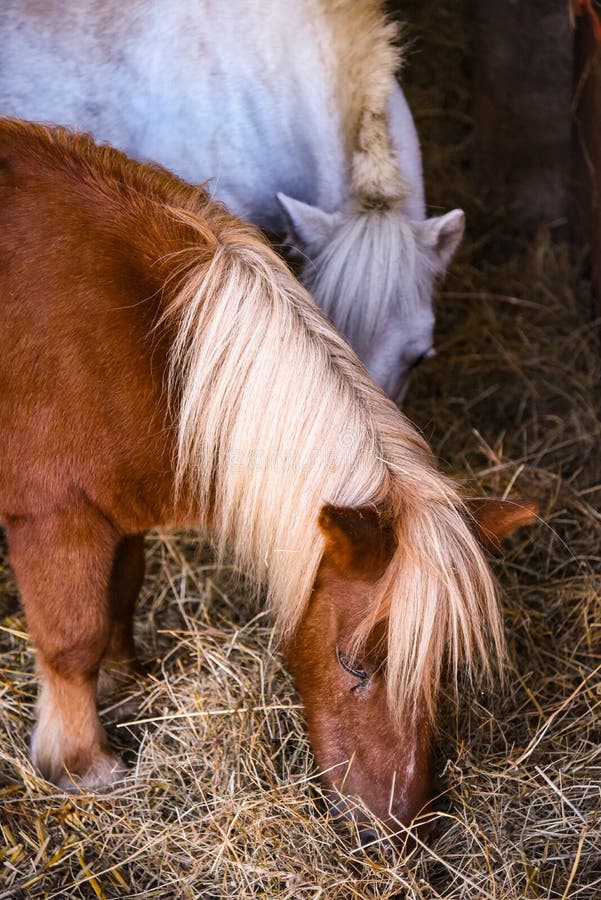 Dirt Eating Competition Stock Photos - Free & Royalty-Free Stock Photos ...