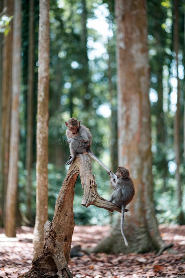 Two Small Macaque Monkeys are Playing on a Tree Trunk. One Macaque ...