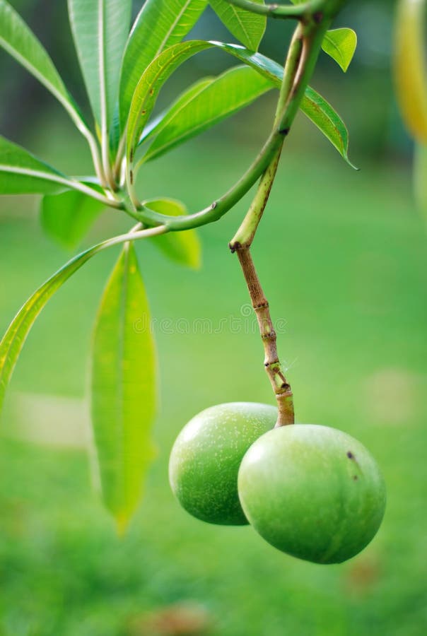 Two Small Mangoes stock image. Image of farm, diet, leaves - 25123953