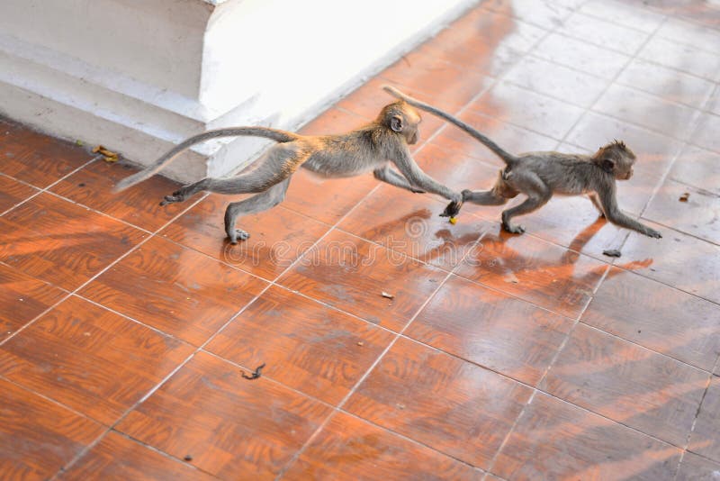 Two Small Monkey Cubs that are Playing Fight with Instincts of a Stock ...