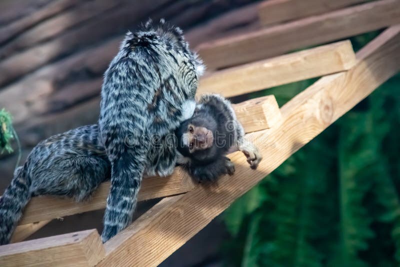Two Small Monkeys are Playing on a Wooden Fence Under the Forest Canopy ...