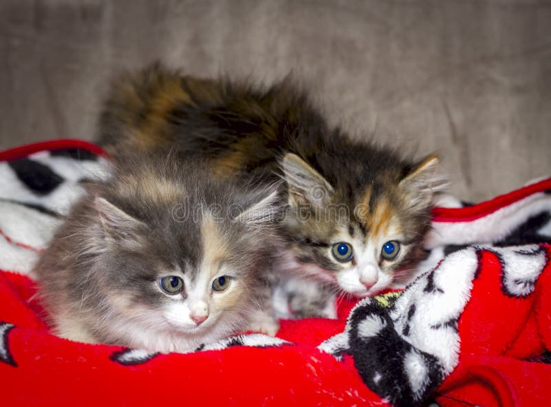 Two Small Multi-colored Fluffy Kittens Sit Side by Side Stock Image ...