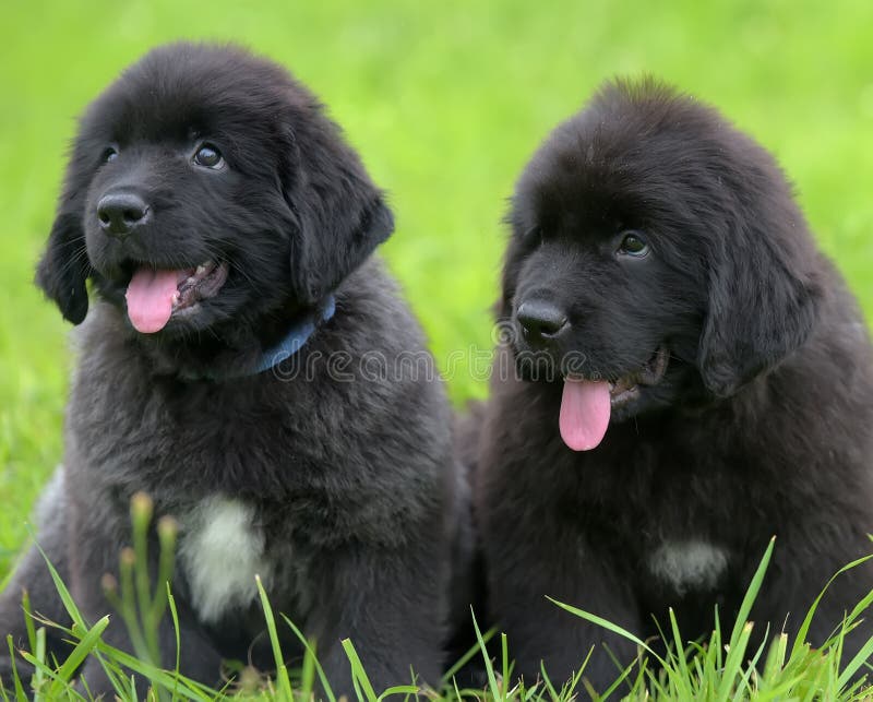 Newfoundland Dog puppies stock image. Image of coat, tongue - 4253093