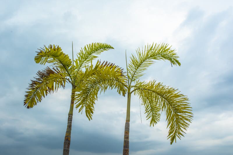 Two small palm tree stock photo. Image of beautiful, summer - 42353250