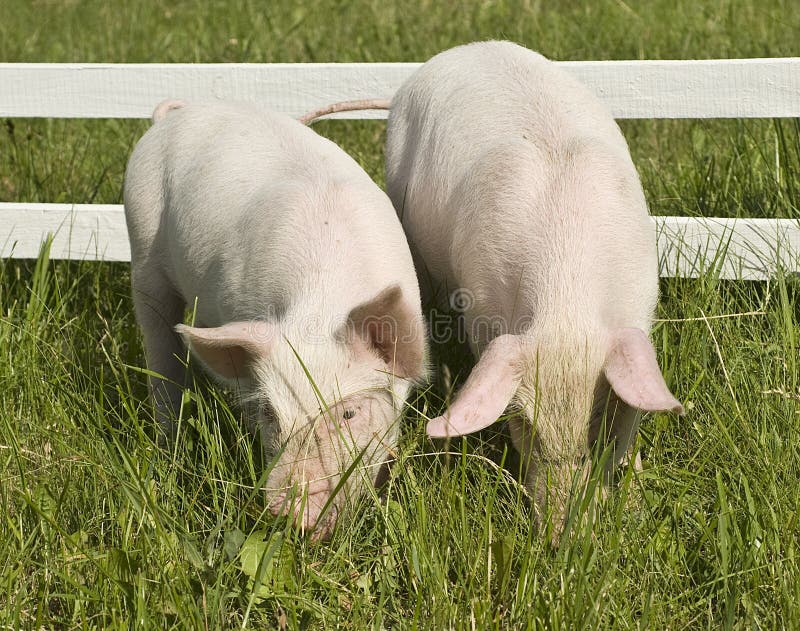 Two small pigs stock photo. Image of livestock, group - 10349118