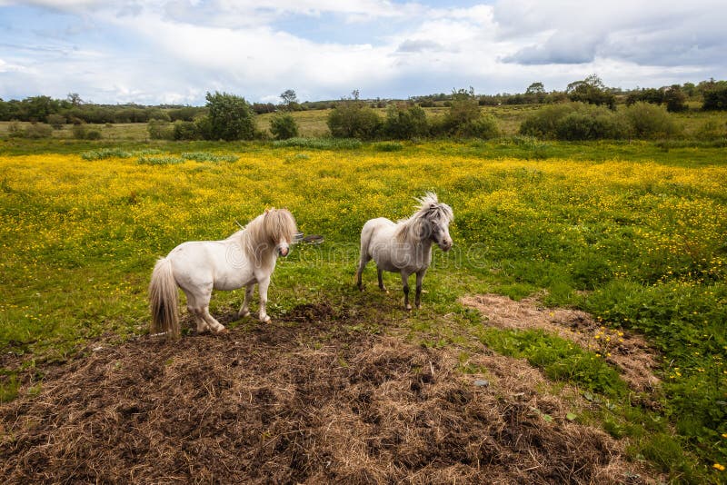 Animals Ponies Field stock photo. Image of pastures, overlooking - 30312324