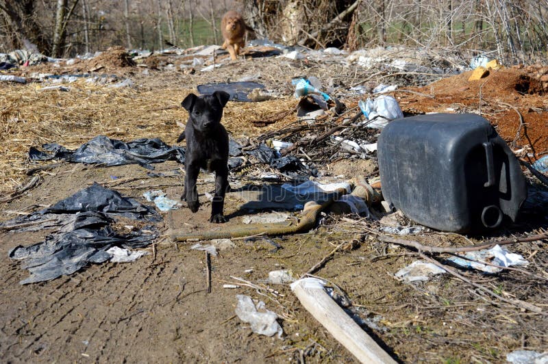 Small puppies in a dump stock image. Image of dump, animal - 174695199