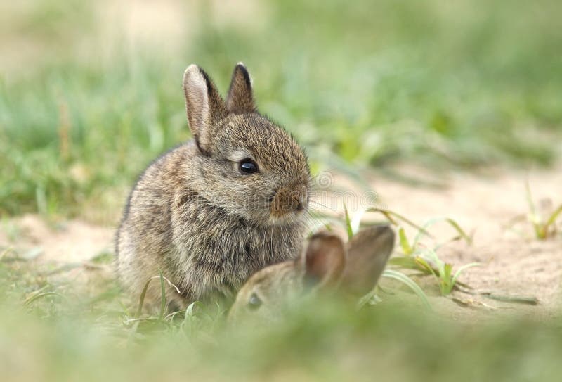 Little rabbit stock photo. Image of natural, nice, cuniculus - 41310412