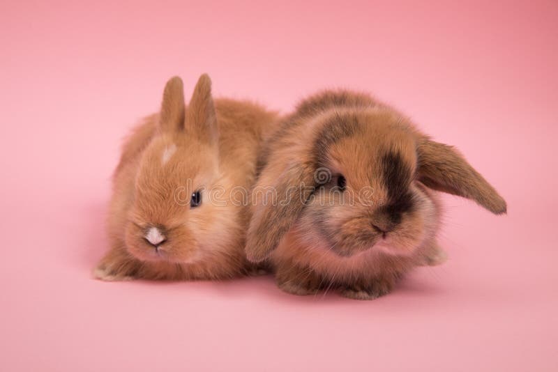 Two small rabbits stock photo. Image of couple, color - 177738796