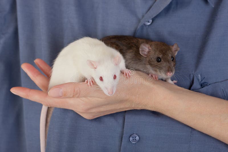 Two small rats stock image. Image of eyes, whiskers, cute - 25676987