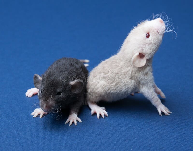 146 Couple Rats Stock Photos - Free & Royalty-Free Stock Photos from ...