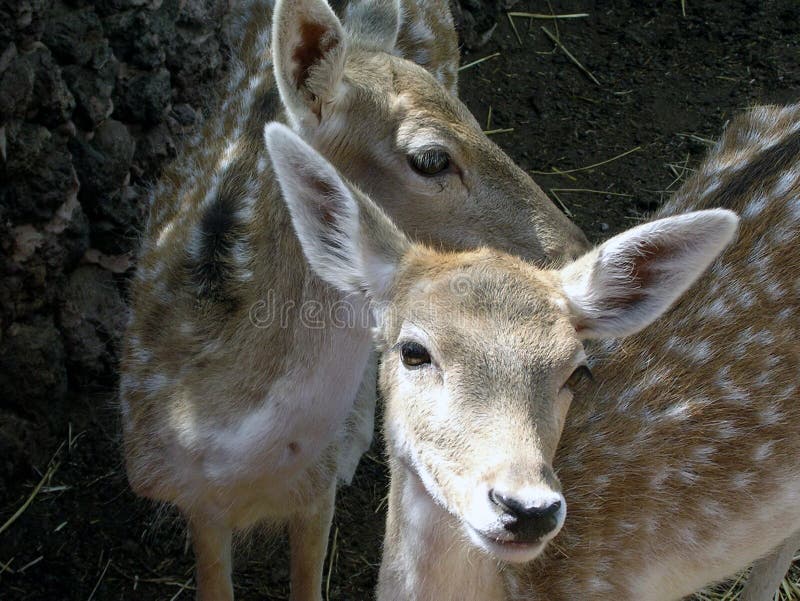 Baby Hare stock photo. Image of bunny, hopping, youngster - 125632