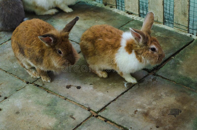 Two little red rabbits stock image. Image of easter - 273372515