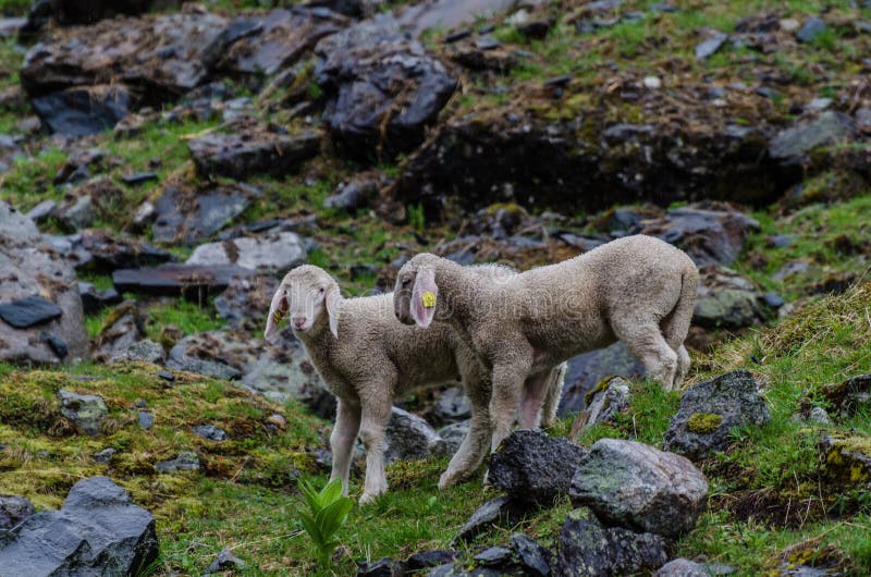 Two small sheep stock photo. Image of skin, cattle, interest - 83123714