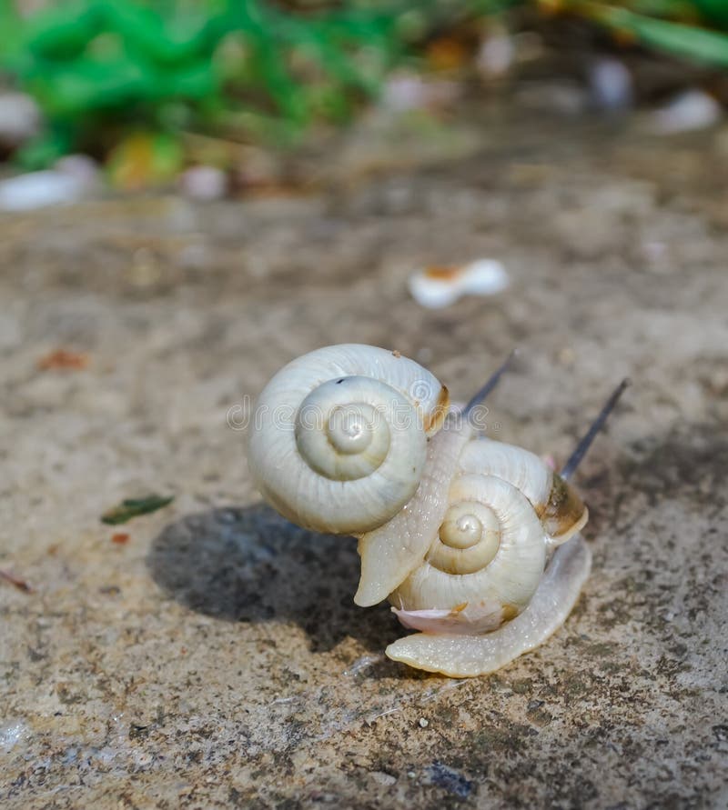 Two Small Snails with Beautiful Shells. Stock Photo - Image of shells ...
