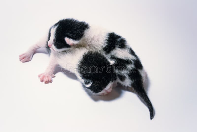 Two small spotted kittens stock photo. Image of backgrounds - 72110728