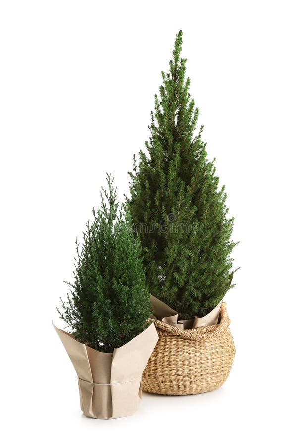 Two Small Spruce Trees Isolated on White Stock Image - Image of color ...