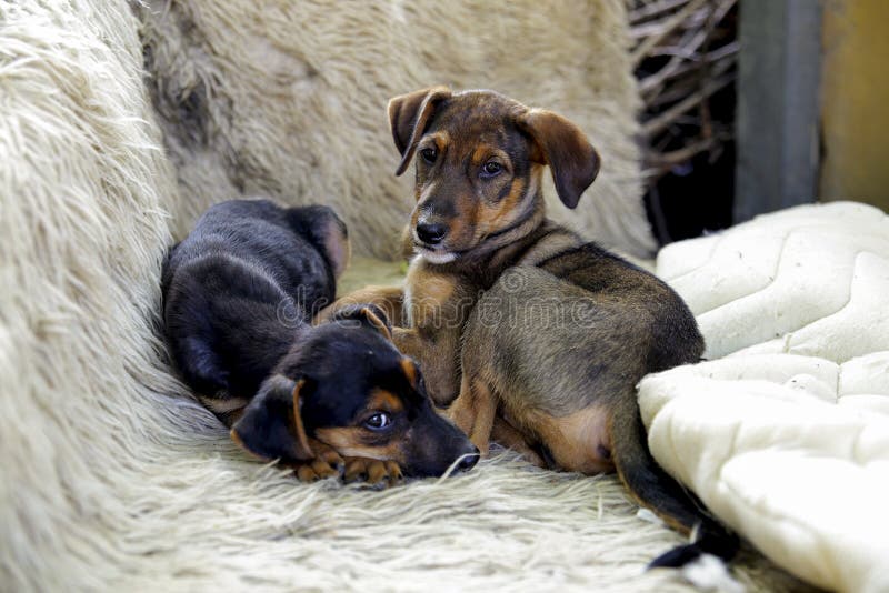 Two Small Stray Dogs Resting. Stock Image - Image of baby, canine ...