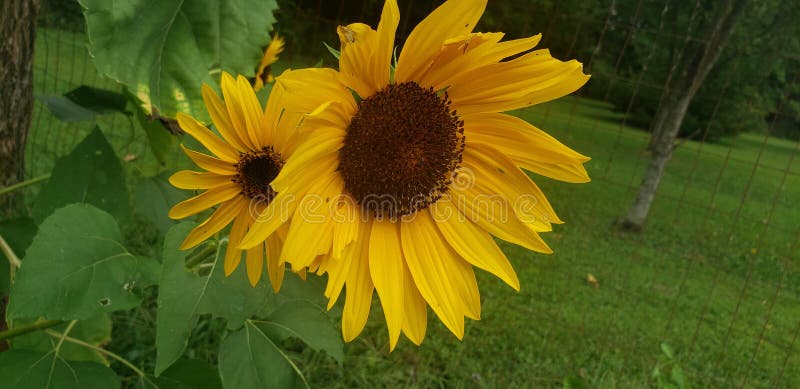 Two Small sunflowers stock photo. Image of herb, yellow - 239984822