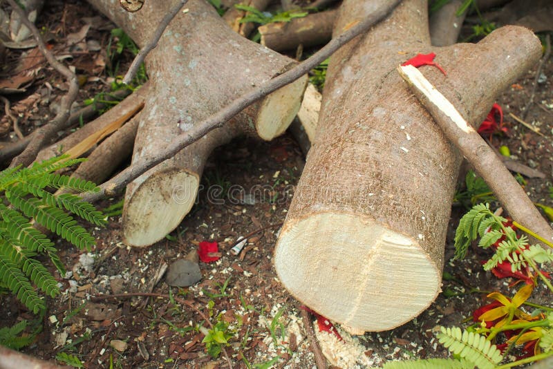 Two small timber stock image. Image of forest, wooden - 40528857