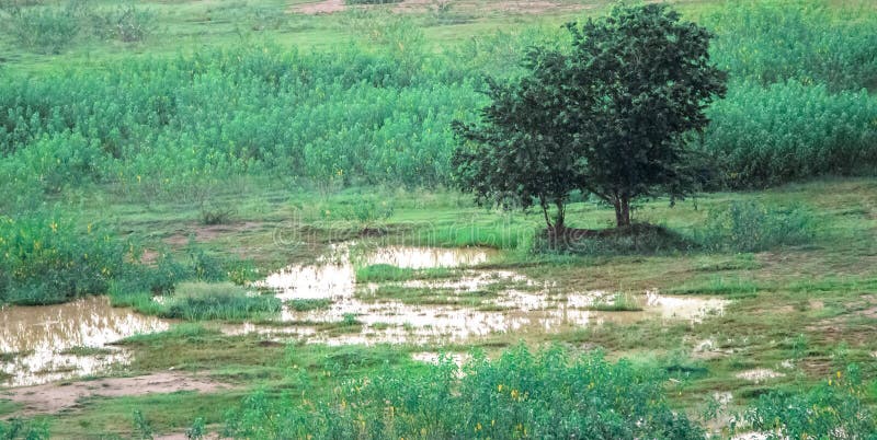 Two Small Trees with Water and Grass Stock Photo - Image of farm ...