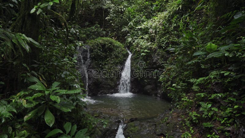 Two Small Waterfalls and a Pool in the Rain Forest Stock Video - Video ...