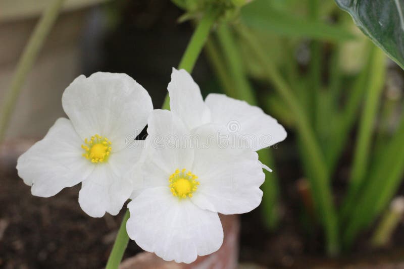 Two Small White Flowers with Bright Yellow Stamens Stock Image - Image ...