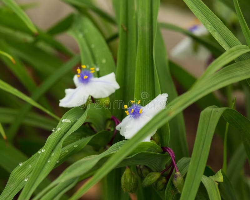 Two Small White Widows Tears Blooms in the Front Garden Stock Photo ...