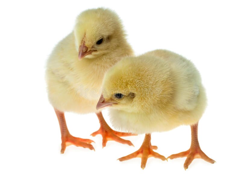 Two chicks stock image. Image of poultry, cute, young - 12979055