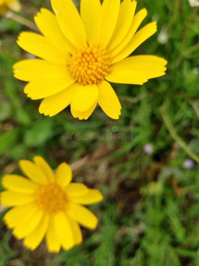 Two Small Yellow Flowers in Nature Stock Photo - Image of yellow ...