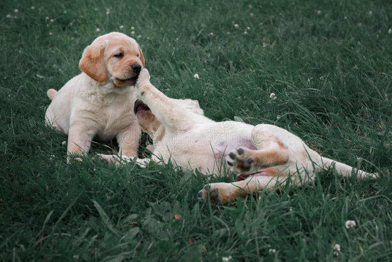 Two Small Yellow Labrador Puppy Play on Green Grass Stock Image - Image ...