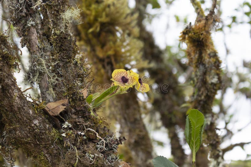 Two Small Yellow Orchids Growing Up into Tree Cortex Stock Image ...