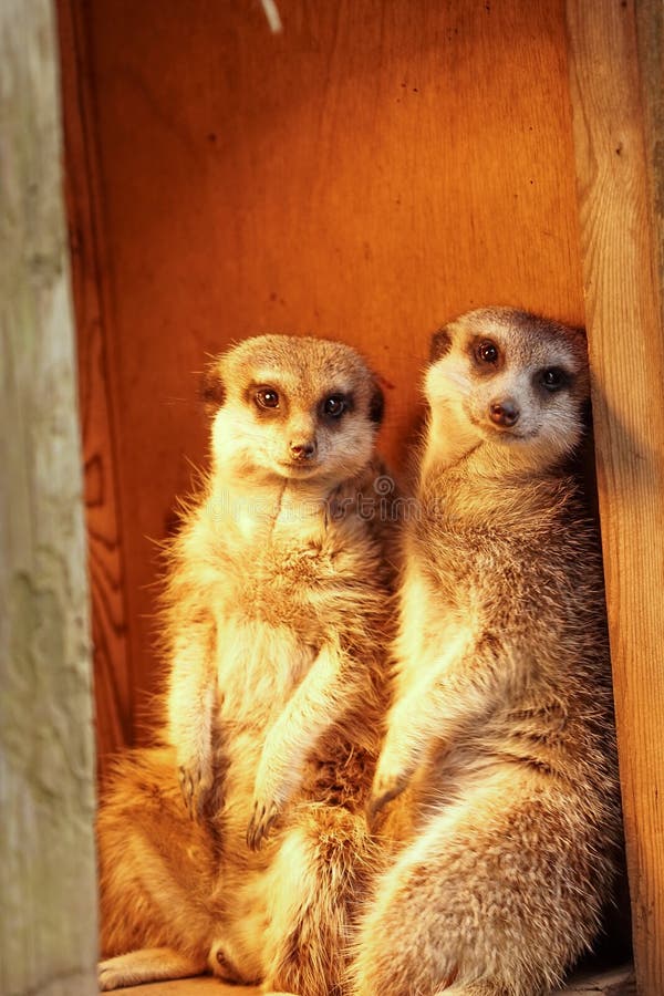 Meerkat smiling stock image. Image of market, suricatta - 22402933