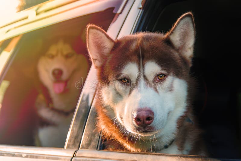 Two Smiling Siberian Huskies Dogs are Sitting in Car. Stock Image ...