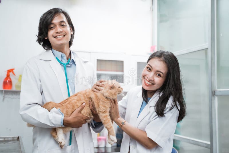 Two Smiling Vets Looking at Camera while Checking Cat Stock Image ...