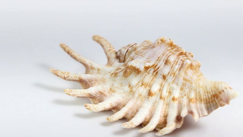 Smooth conch seashell stock image. Image of travel, beach - 13630953