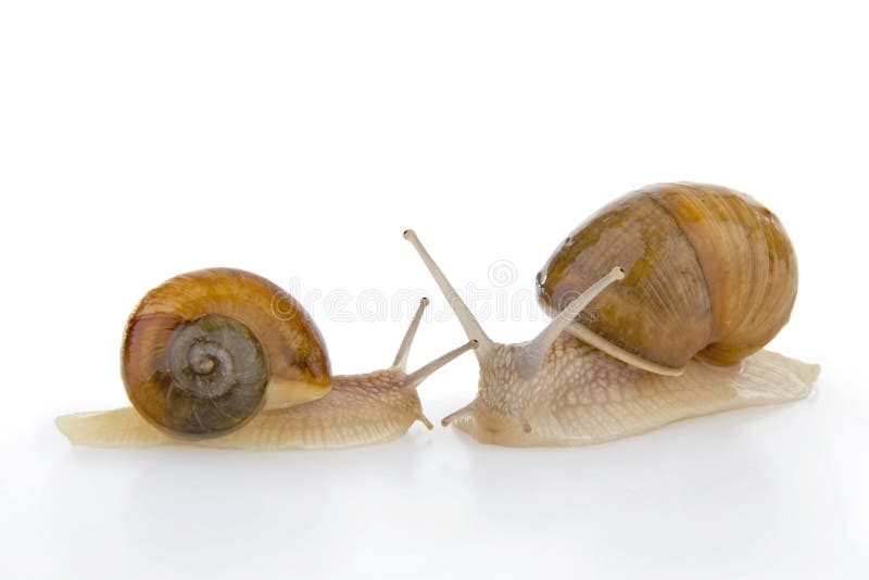 Two snail. stock photo. Image of invertebrate, gastropod - 14365018