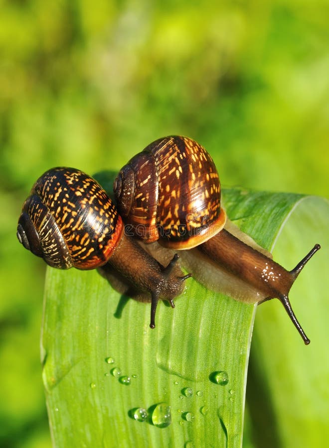Two Snail stock photo. Image of garden, insect, saving - 15775462