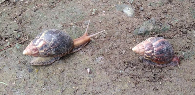 Two snail ðŸ ŒðŸ ŒðŸ š stock image. Image of shankh - 198341083