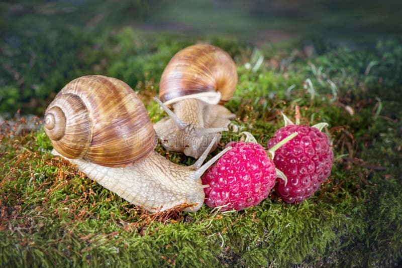 Two Snail Crawling on the Moss and Raspberries in the Forest Stock ...