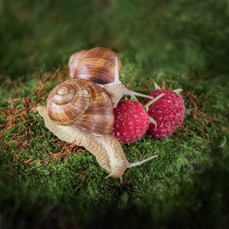Two Snail Crawling on the Moss and Raspberries in the Forest Stock ...